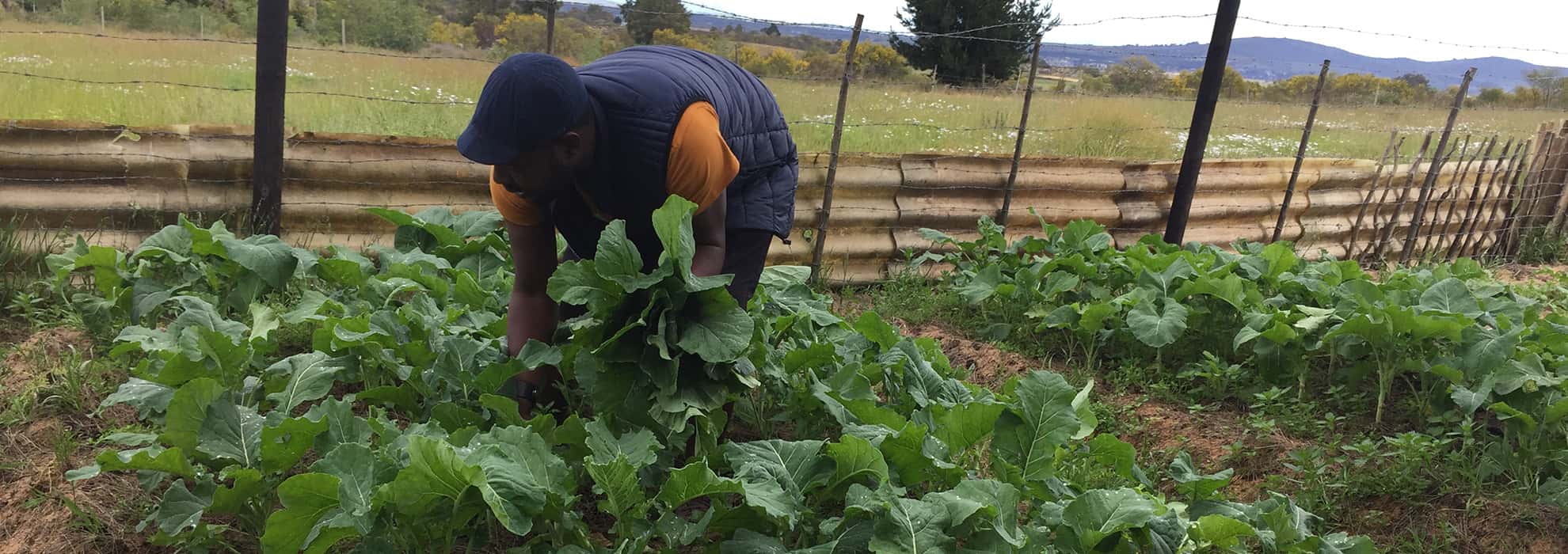 Importance of Creating Food Sovereignty & Food Sustainability in South ...